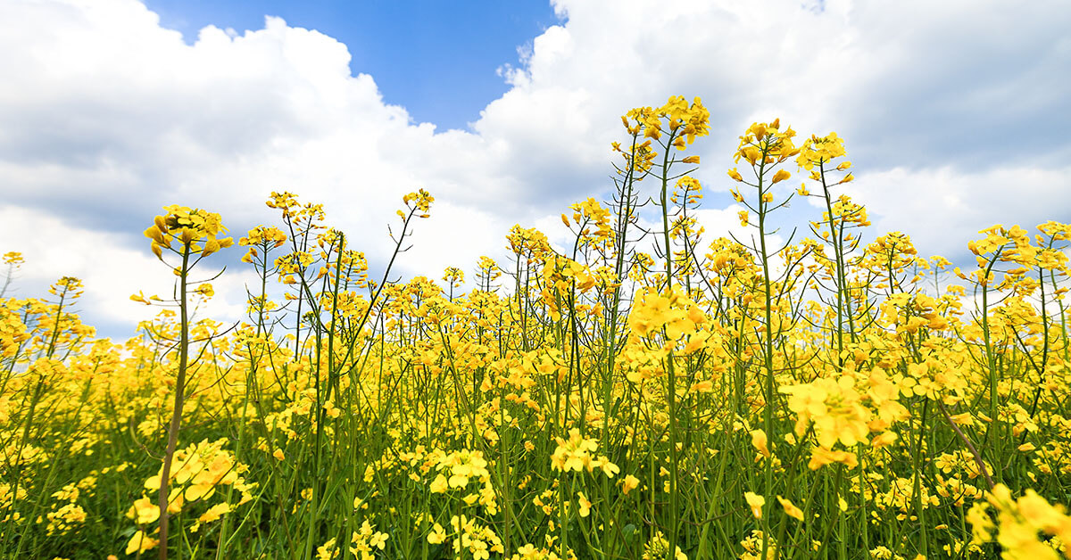 Embracing Sober Spring and Non-traditional Sobriety | Mindful Soul ...